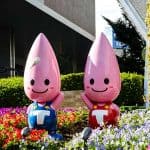 Management of non-normal data - Science without sense...double nonsense